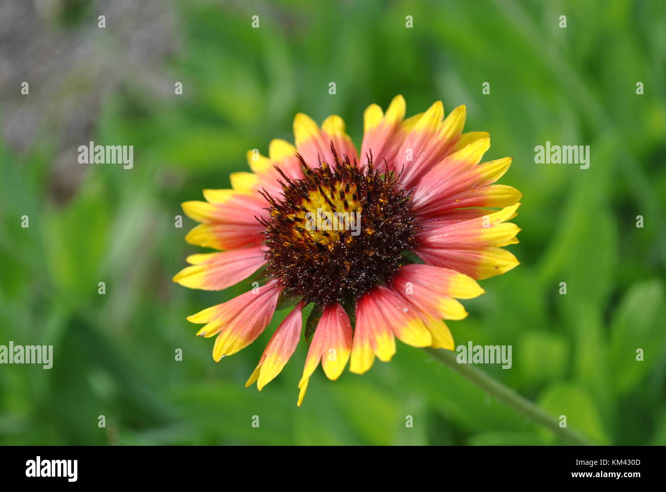Wildflower photography hi-res stock photography and images - Alamy