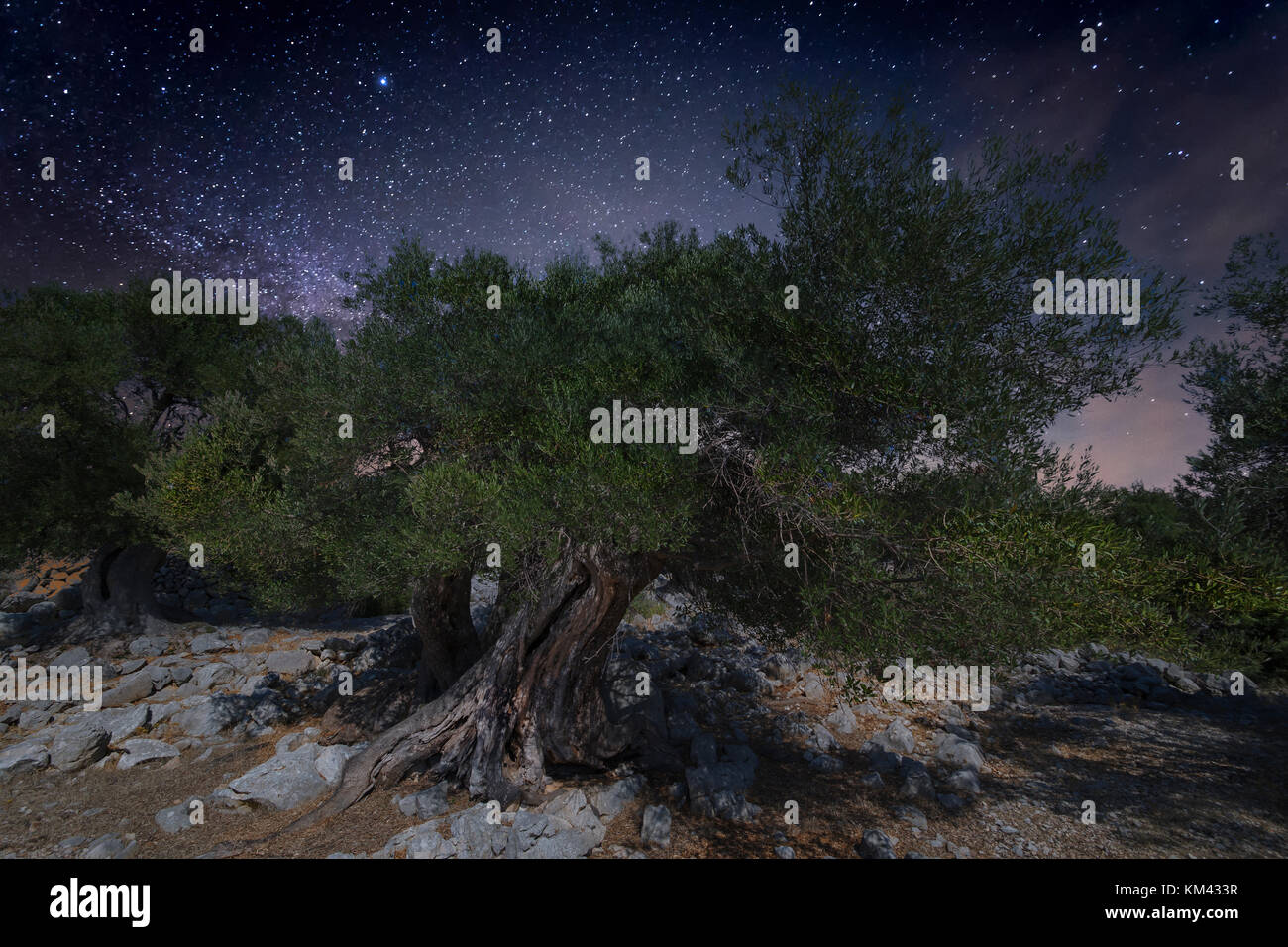 Olive tree in the night Stock Photo - Alamy
