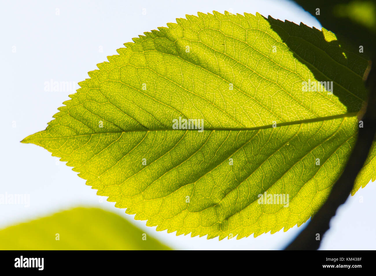 Natur leaf hi-res stock photography and images - Alamy