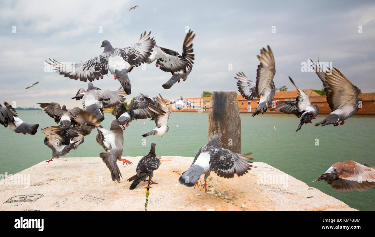 Flock of birds or doves Stock Photo - Alamy