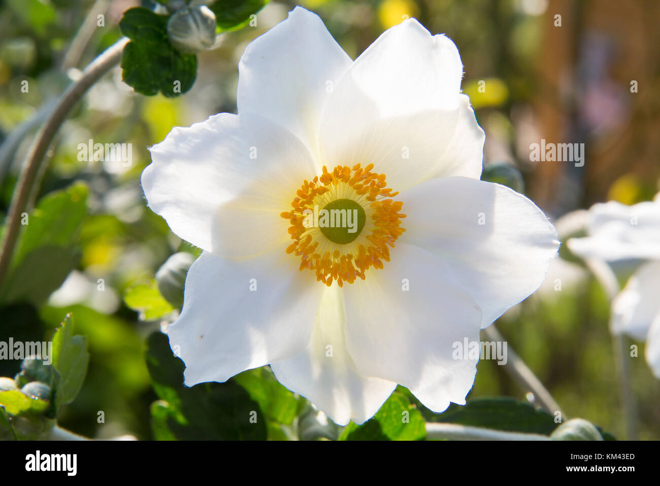 Blume und Blüte Stock Photo - Alamy