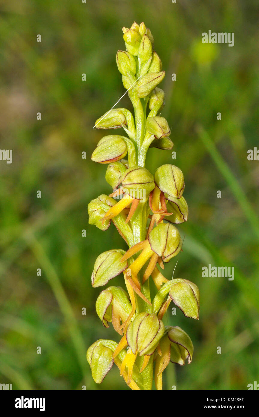 Man Orchid,Orchis anthropophora,close up, endangered, Flowers yellow ...