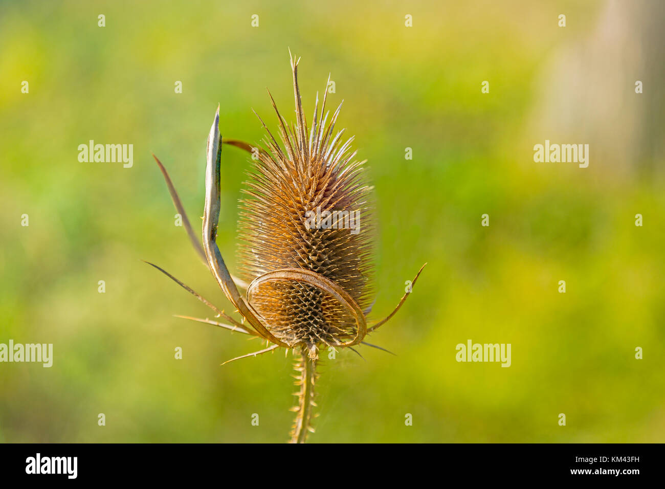 Burr thistle hi-res stock photography and images - Alamy