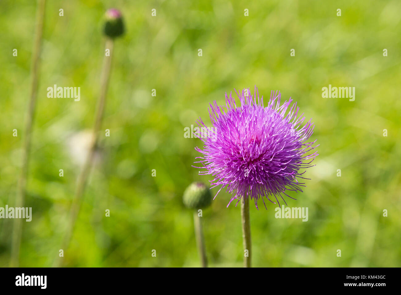 Burr thistle hi-res stock photography and images - Alamy