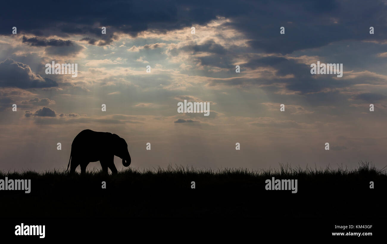 African elephant silhouetted against crepuscular rays from the setting ...