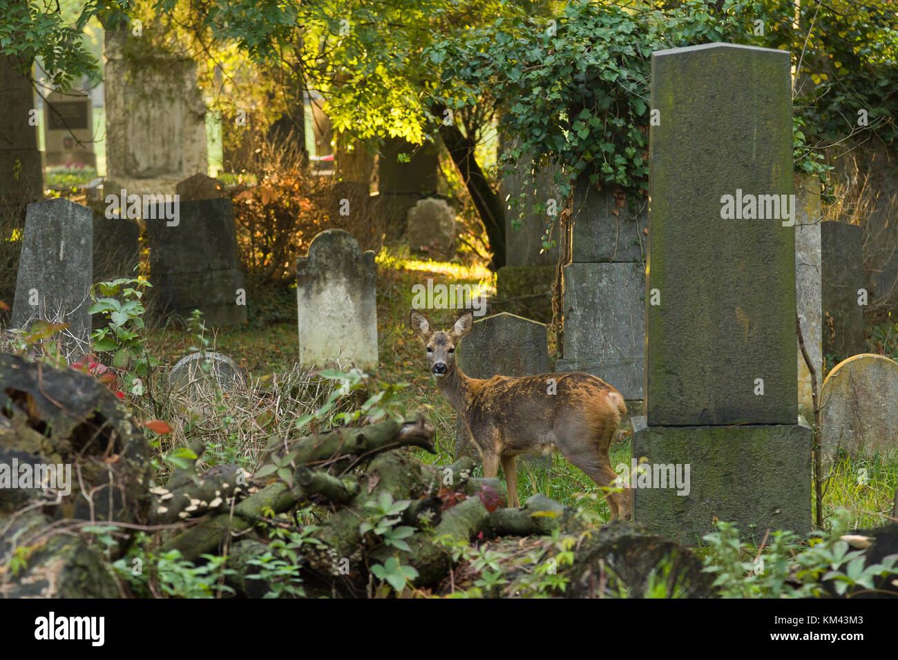 Deer on cemetery Stock Photo - Alamy
