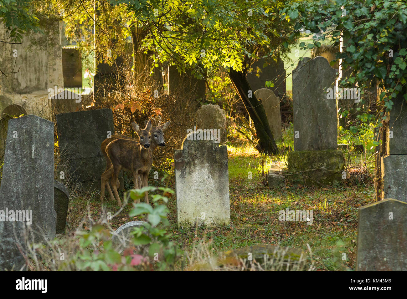 Deer on cemetery Stock Photo - Alamy