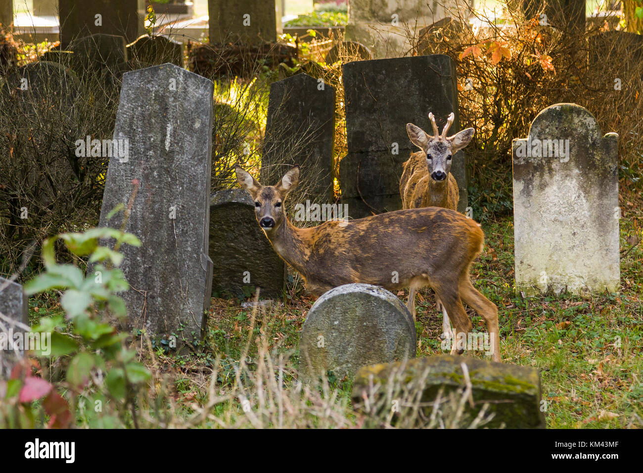 Deer on cemetery Stock Photo - Alamy