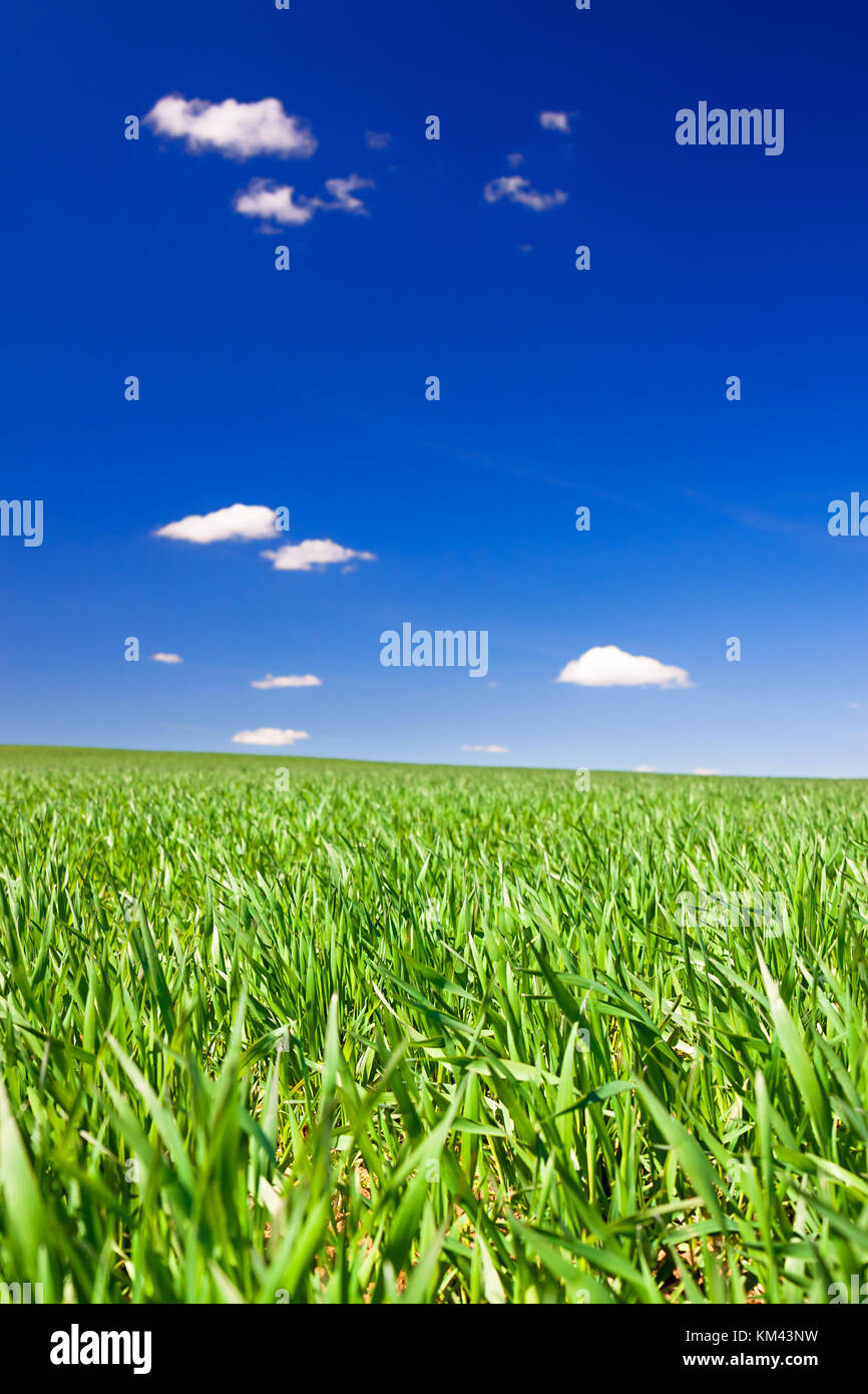 beautiful spring rural landscape with field and blue sky. agricultural ...