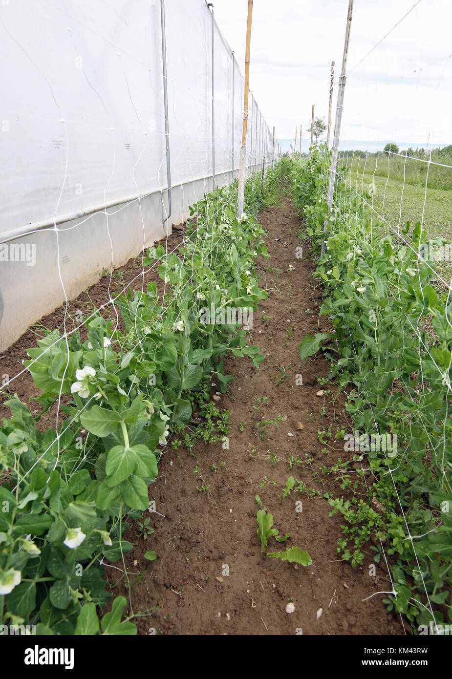 many plants of peas near the greenhouse in spring Stock Photo - Alamy