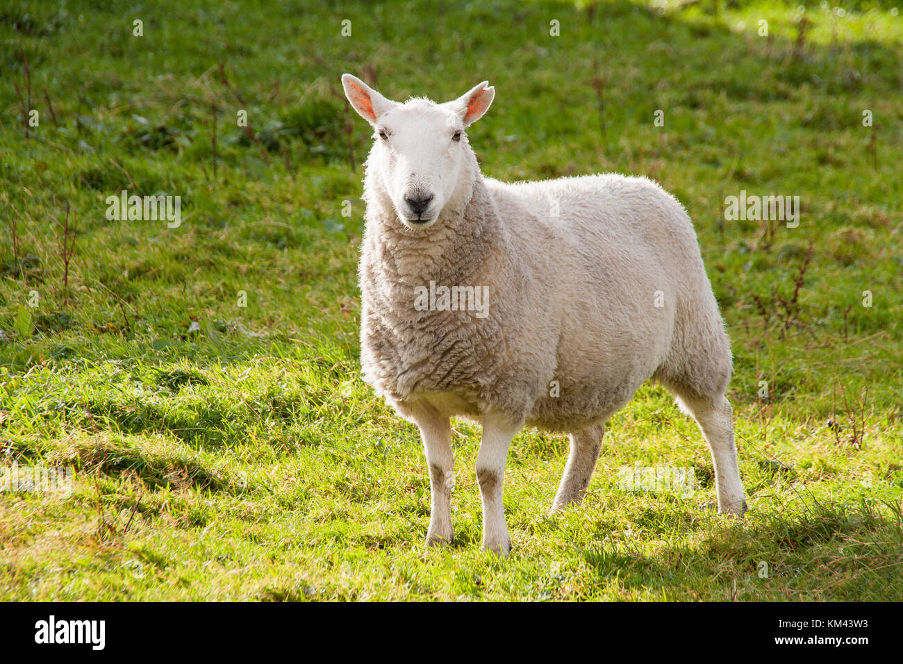 Sheep Stock Photo - Alamy
