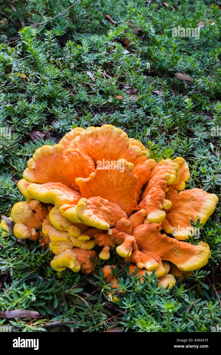 Heart rot fungus hi-res stock photography and images - Alamy