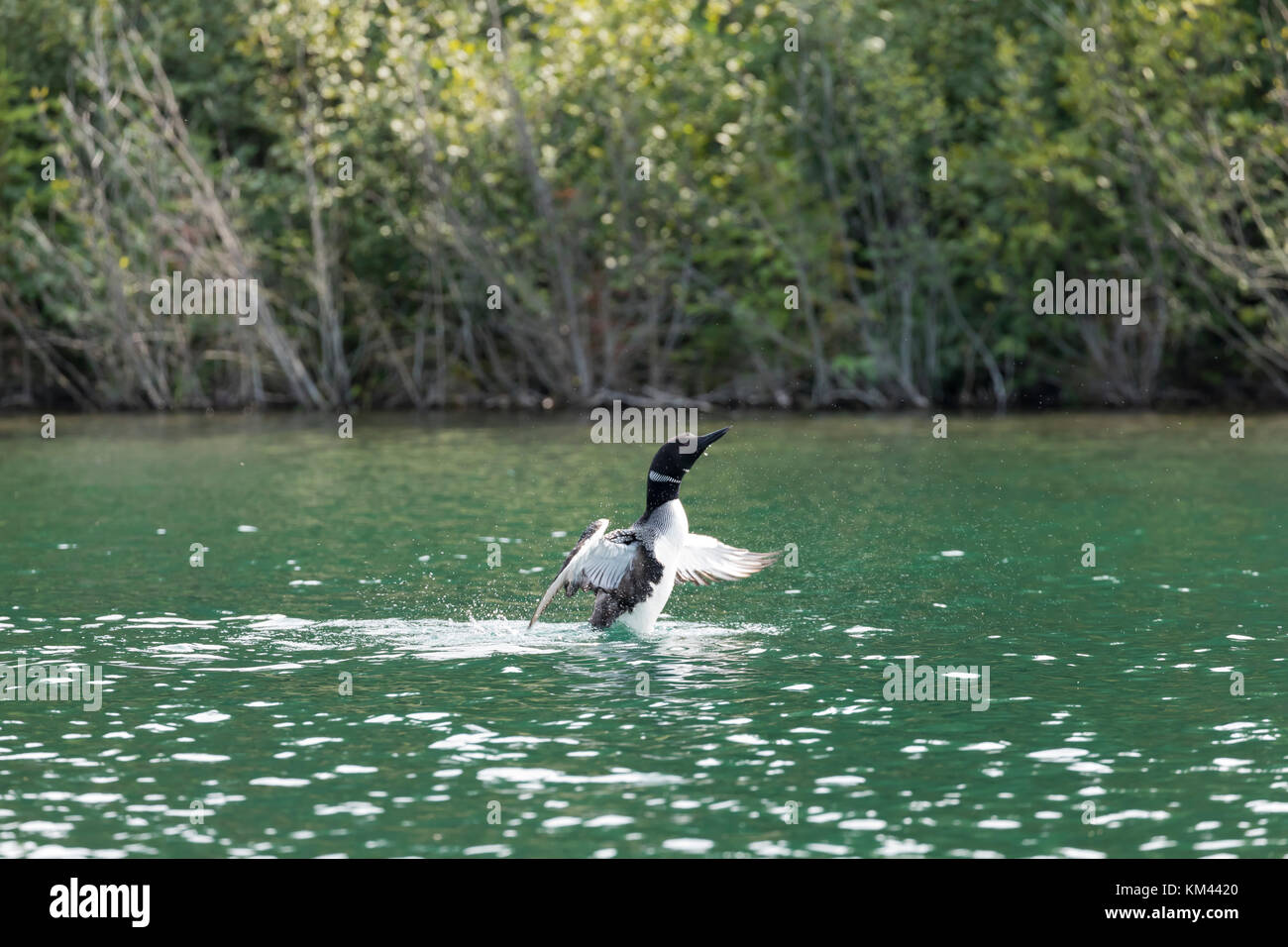 Common Loon (Gavia immer) flapping its wings in Rock Harbor in Isle ...