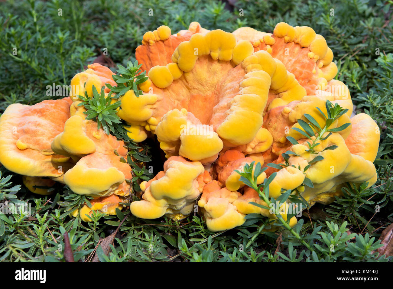 Heart rot fungus hi-res stock photography and images - Alamy