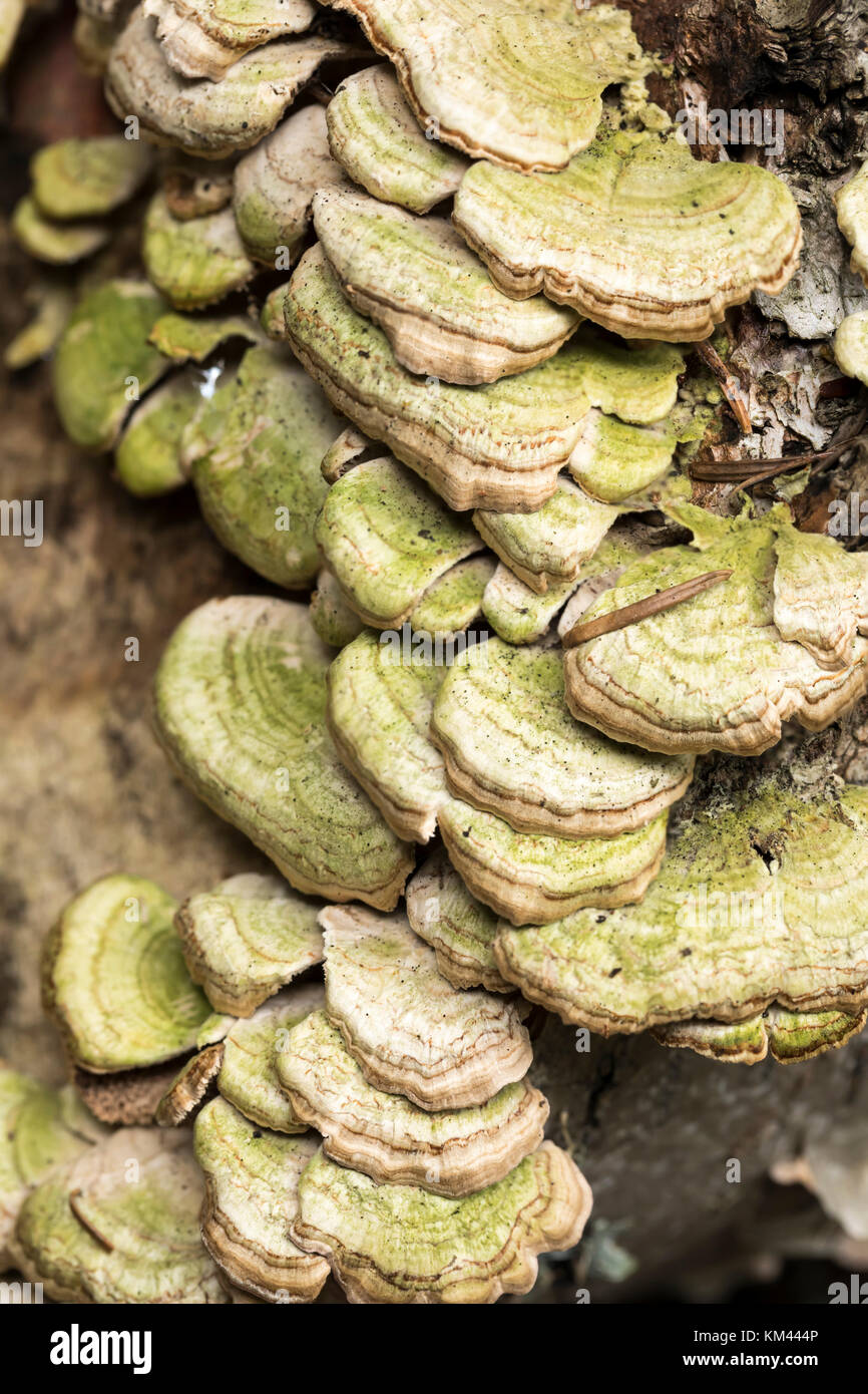 Polypore Mushrooms High Resolution Stock Photography and Images - Alamy