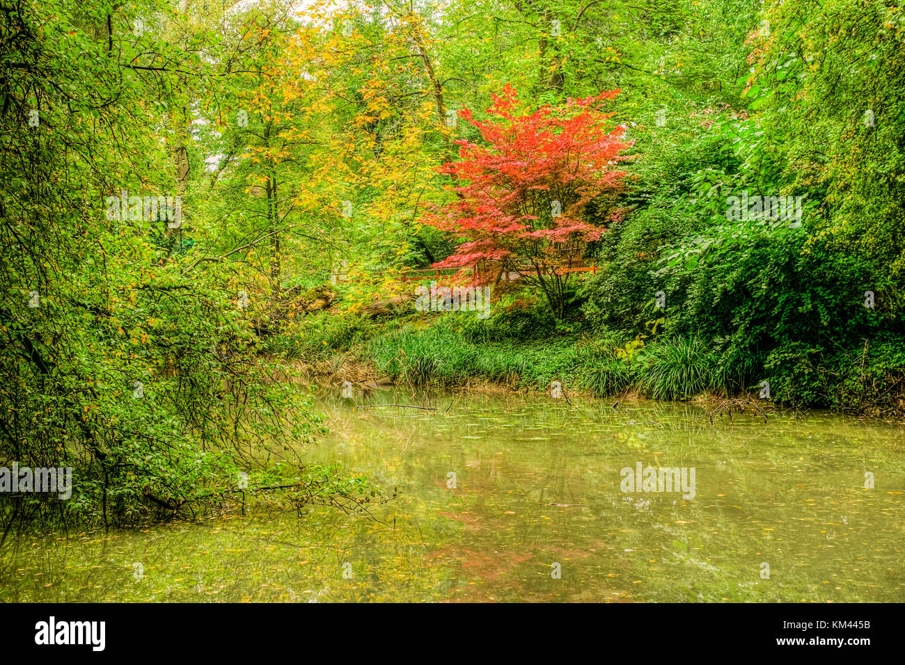 Forest lake and red tree Stock Photo - Alamy