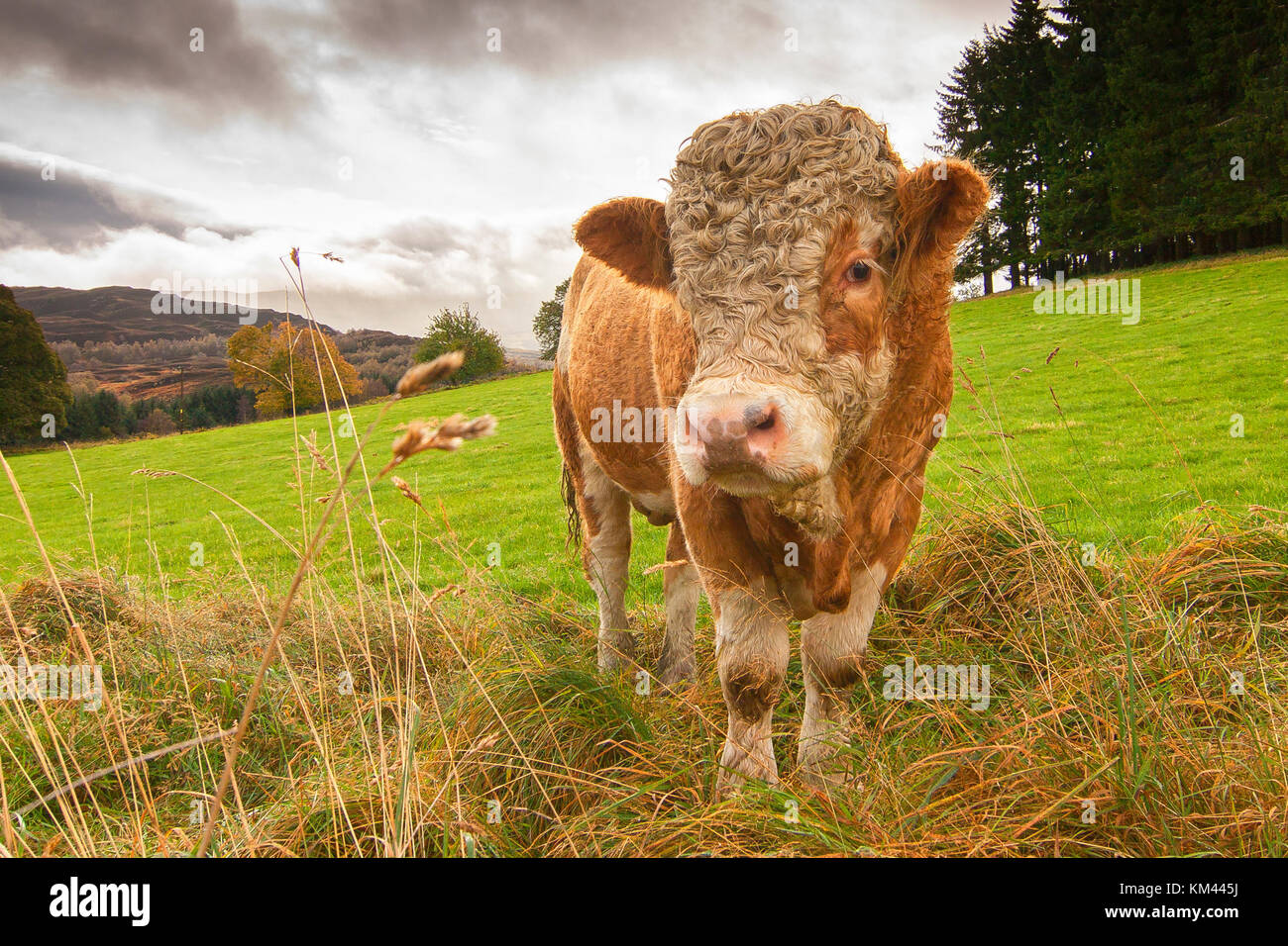 Hochlandrind hi-res stock photography and images - Alamy