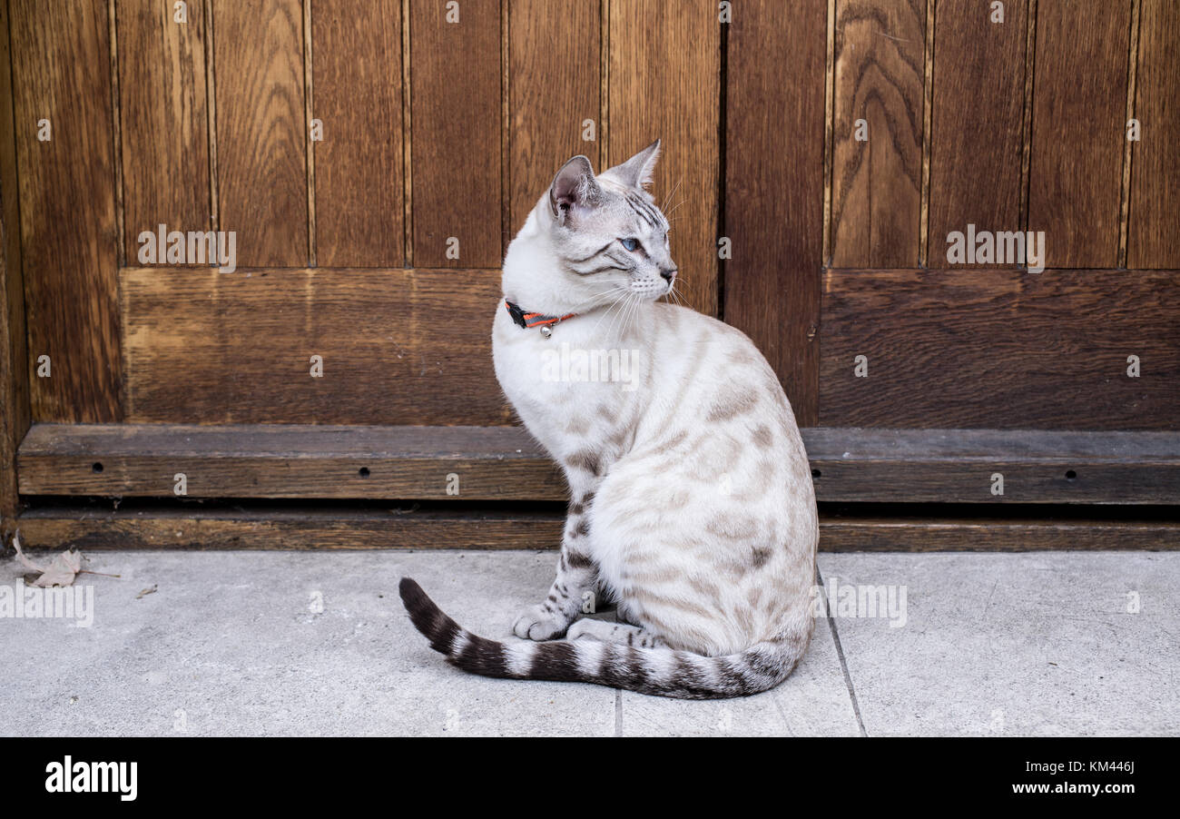 White Bengal cat, a domestic cat breed with blue eyes wearing cat ...