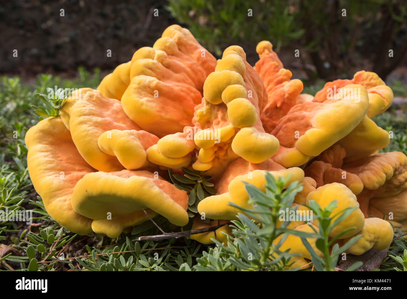 Laetiporus sulphureus chicken of the woods fungus Stock Photo - Alamy