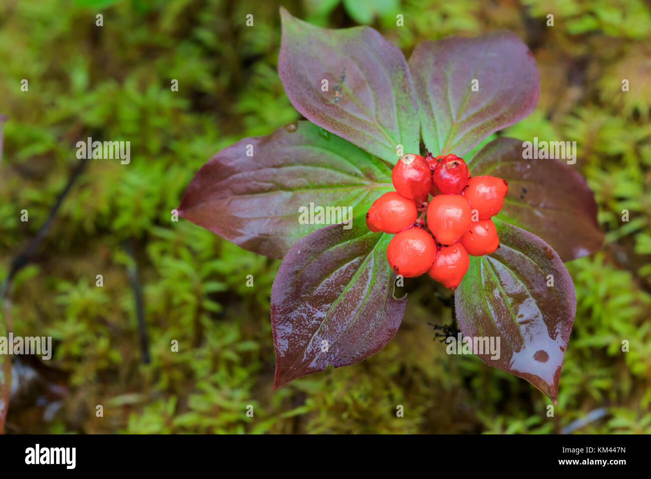 Canadian bunchberry hi-res stock photography and images - Alamy