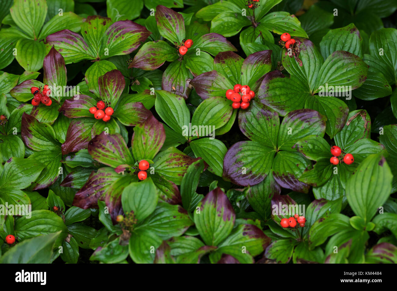 Canadian bunchberry hi-res stock photography and images - Alamy