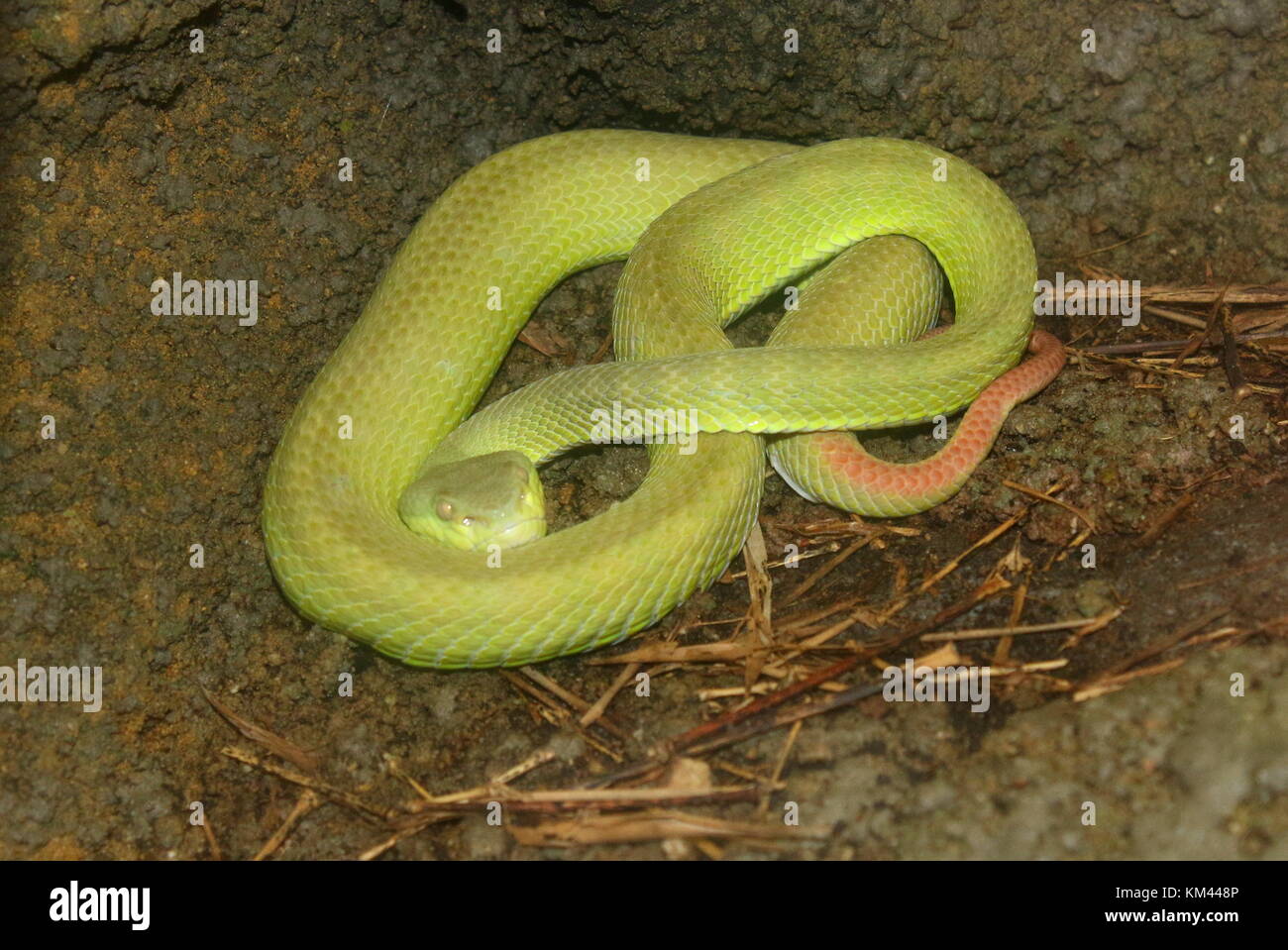 Asian White lipped Pit Viper (Trimeresurus albolabris), a.k.a. White ...