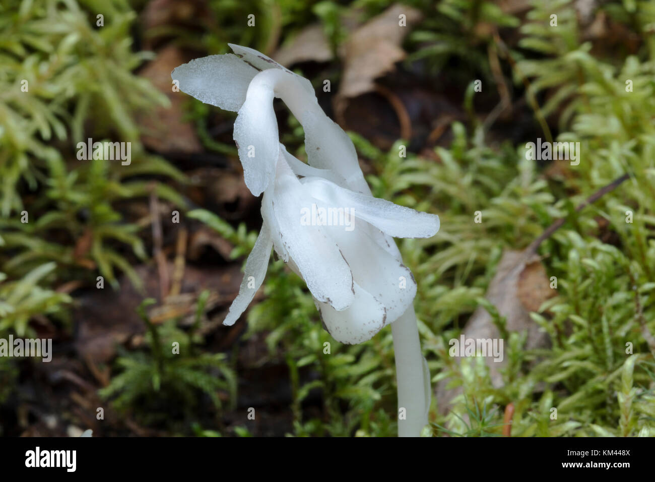 Indian Pipe (Monotropa uniflora) growing in boreal forest, Isle Royal ...