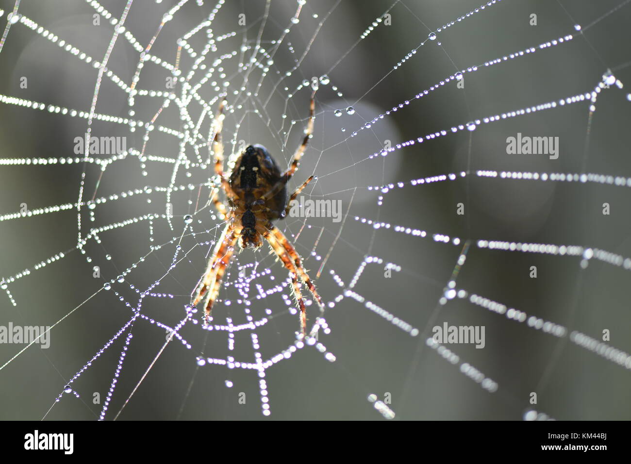 Cobweb Spiders Web Stock Photo - Alamy
