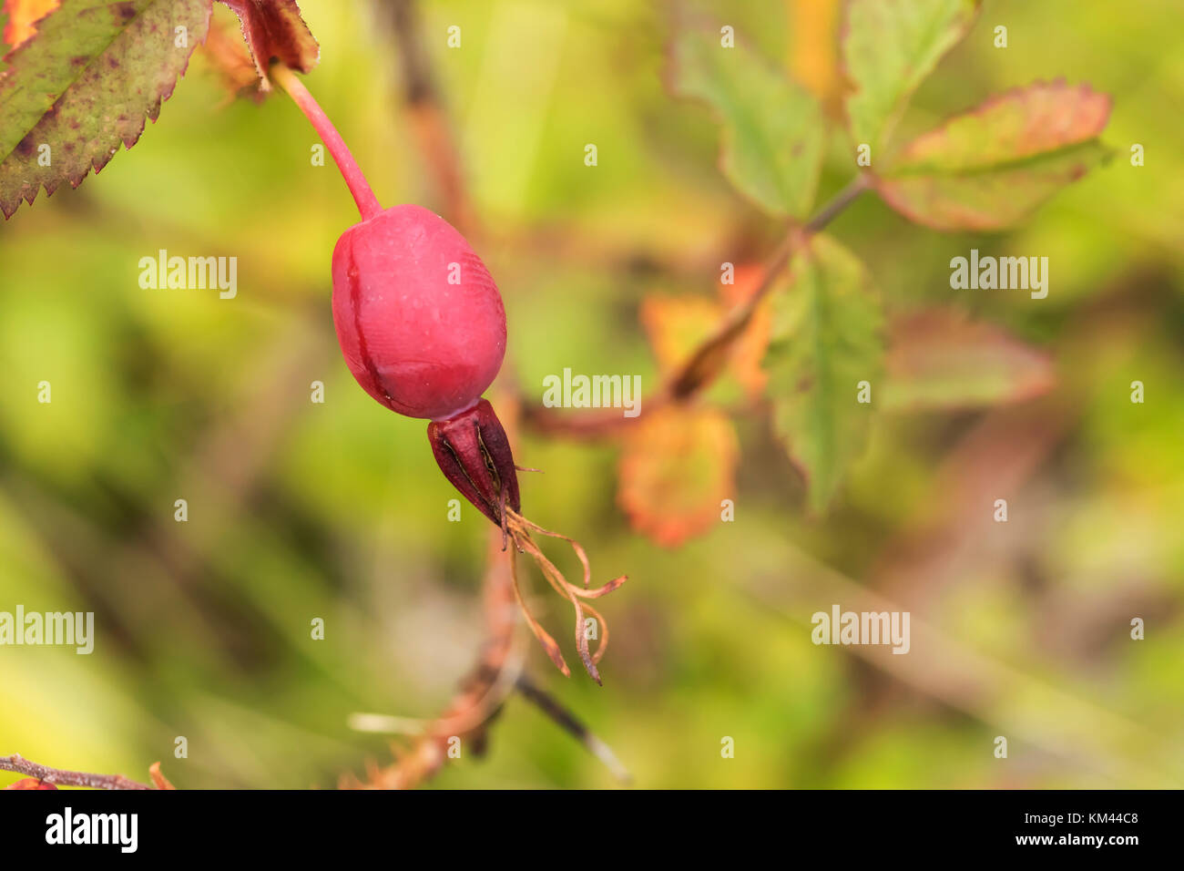 Rose hips in Isle Royal National Park Stock Photo - Alamy