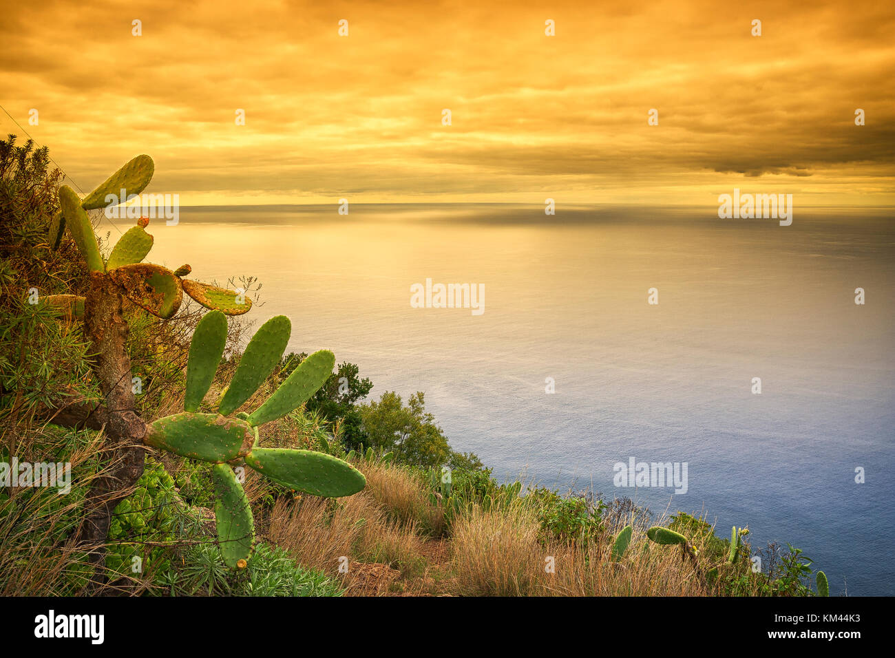 Cactus family hi-res stock photography and images - Alamy