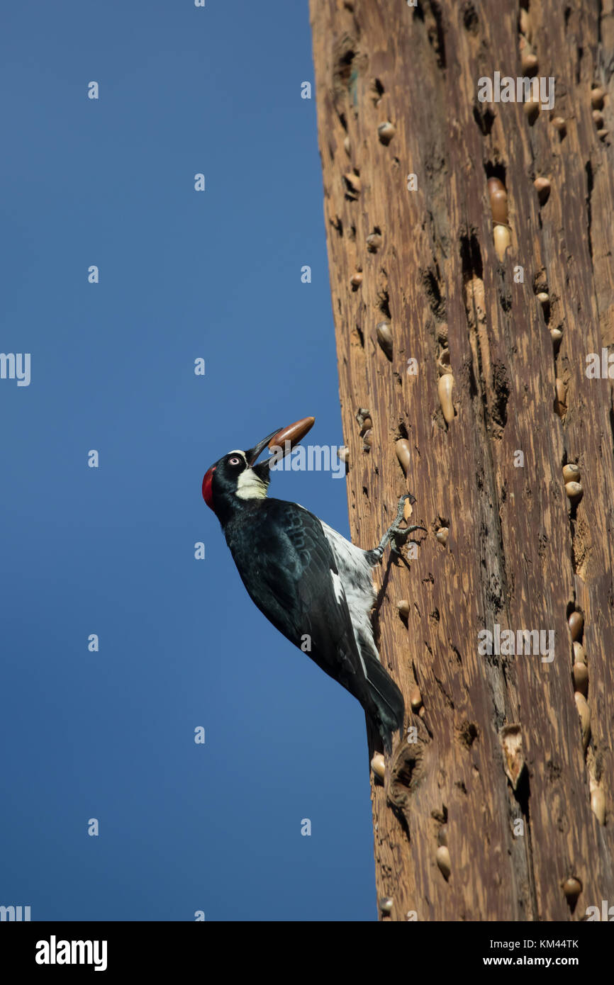 Wild Acorn woodpecker (Melanerpes formicivorus) storing acorns in a ...