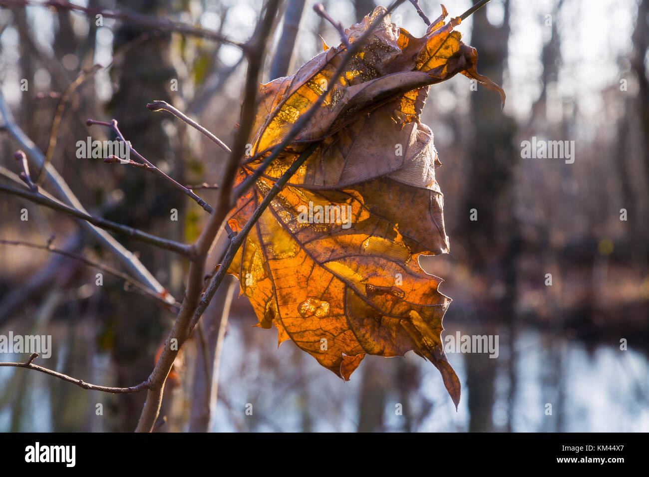 Withered leaf hi-res stock photography and images - Alamy