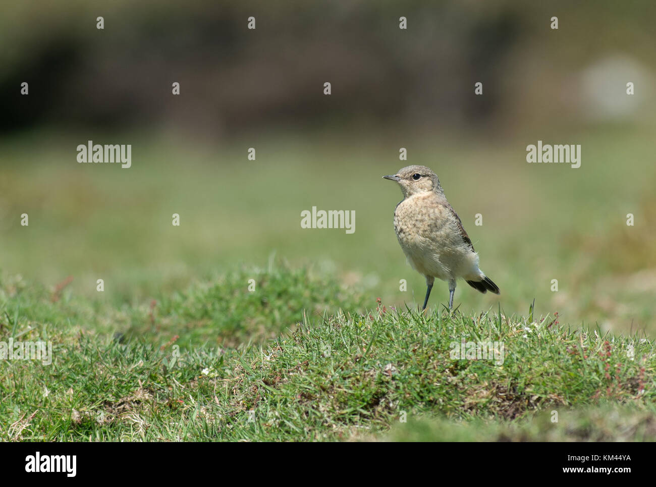 Wheatear bird uk hi-res stock photography and images - Alamy