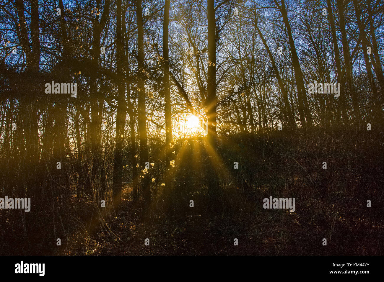Sunbeams through trees Stock Photo - Alamy