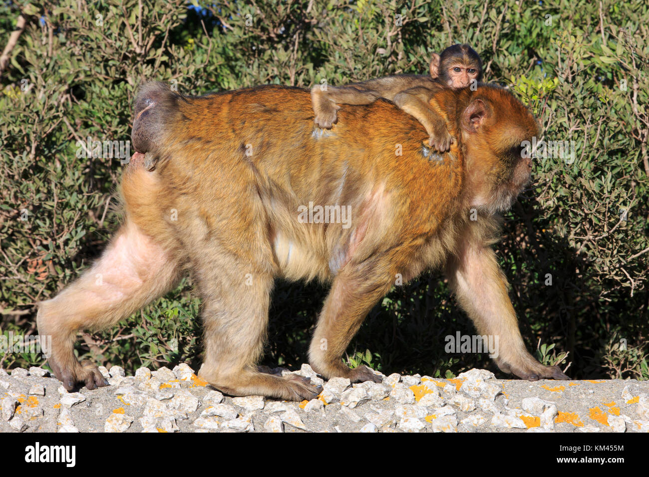 A Barbary macaque mother and infant at the Rock of Gibraltar Stock ...