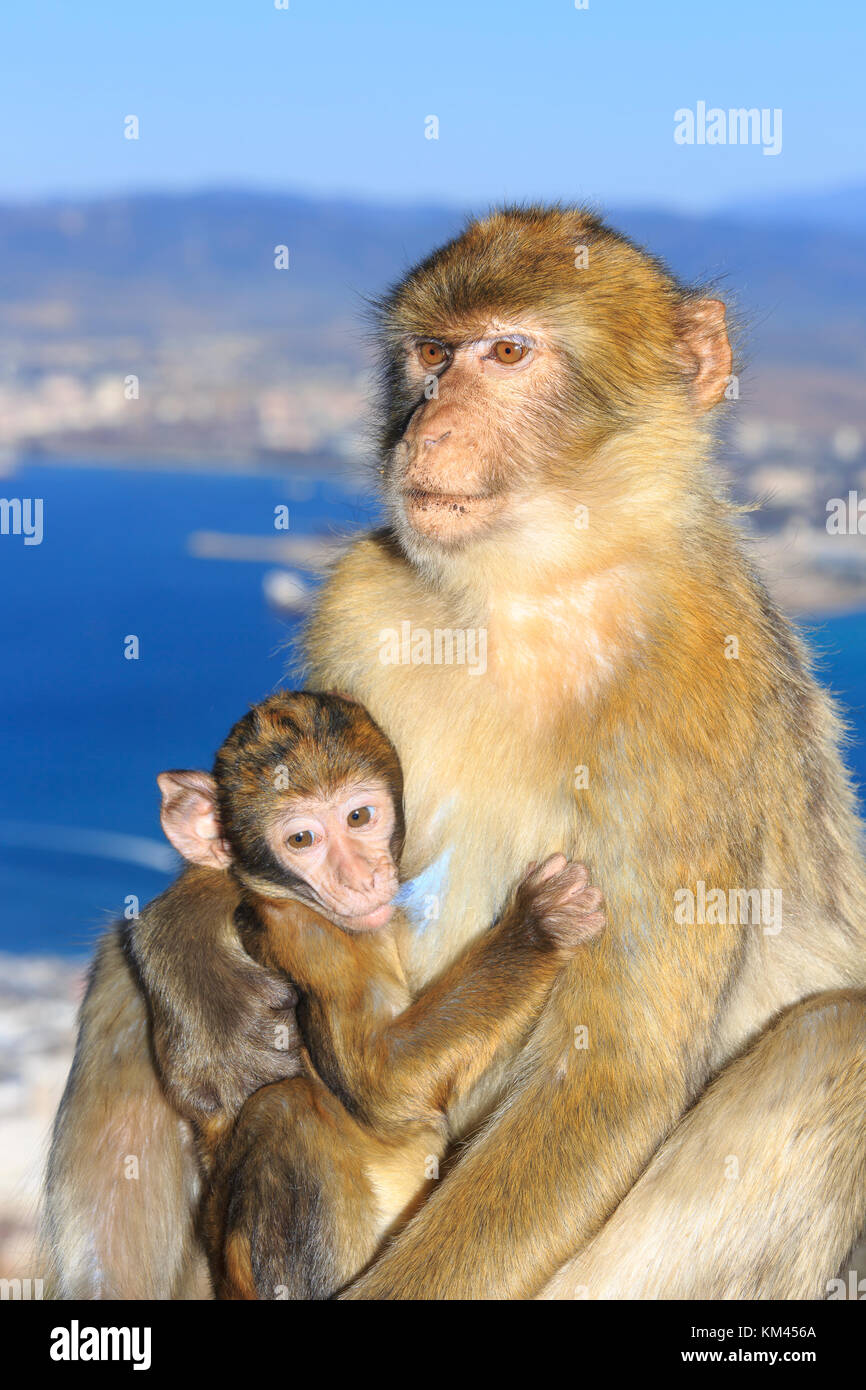 A Barbary macaque mother and infant at the Rock of Gibraltar Stock ...