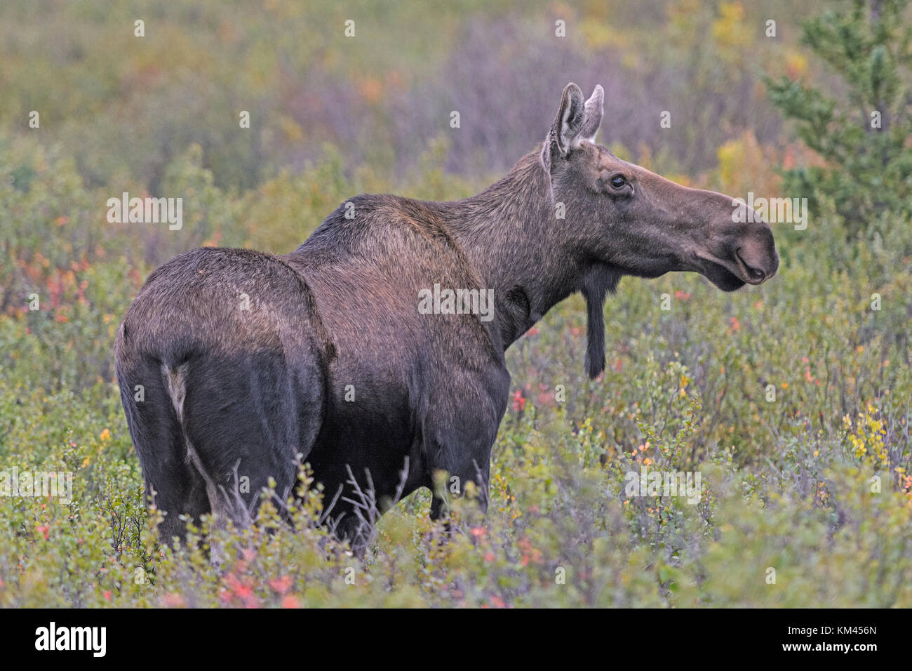 Female moose hi-res stock photography and images - Alamy