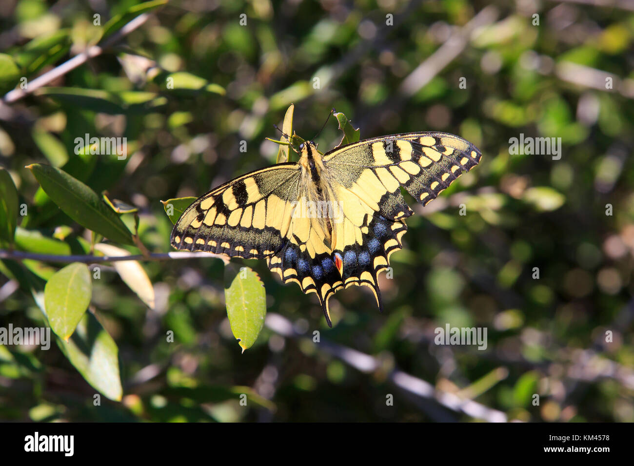 Iberian swallowtail hi-res stock photography and images - Alamy