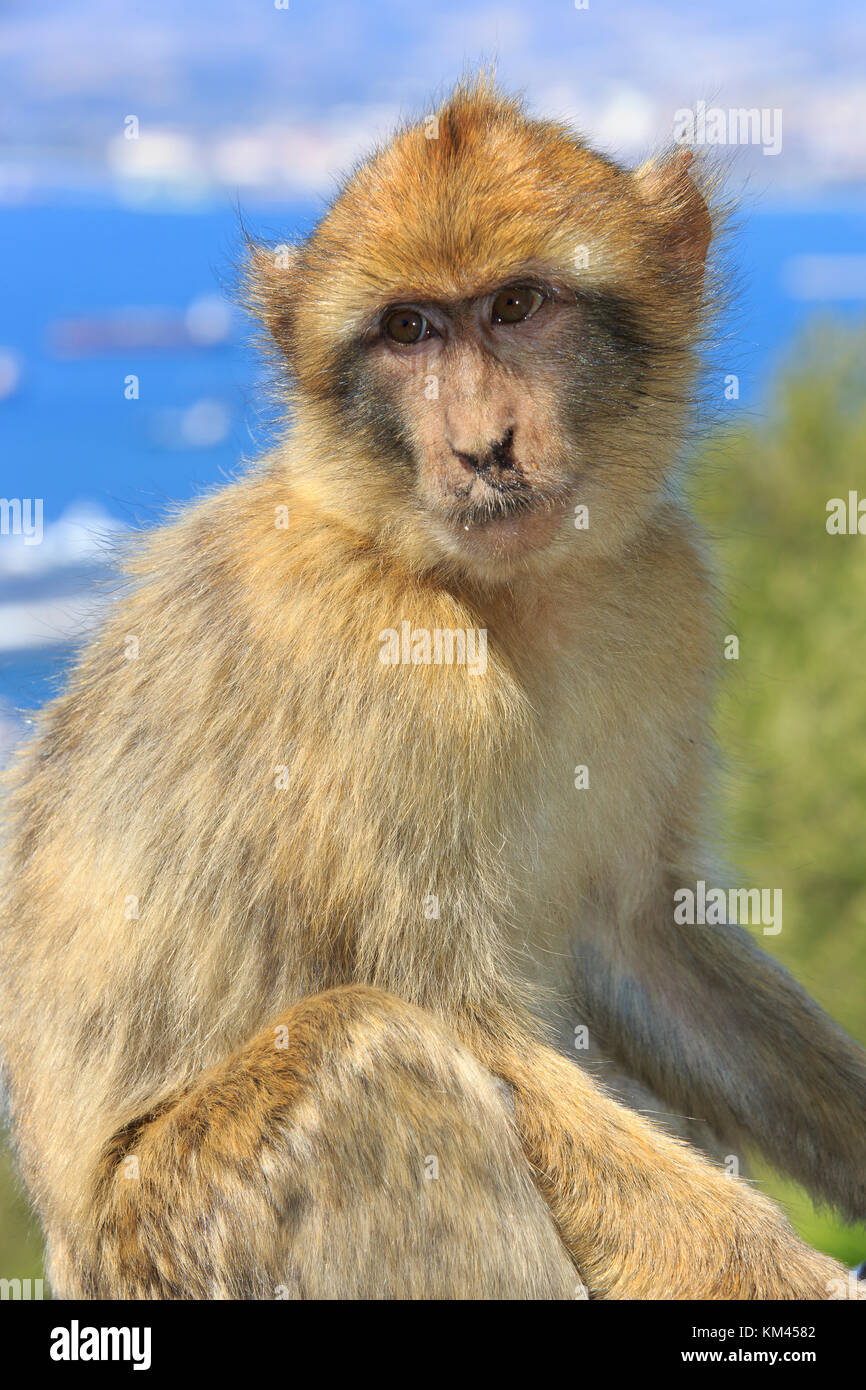 Barbary macaques on the Rock of Gibraltar Stock Photo - Alamy