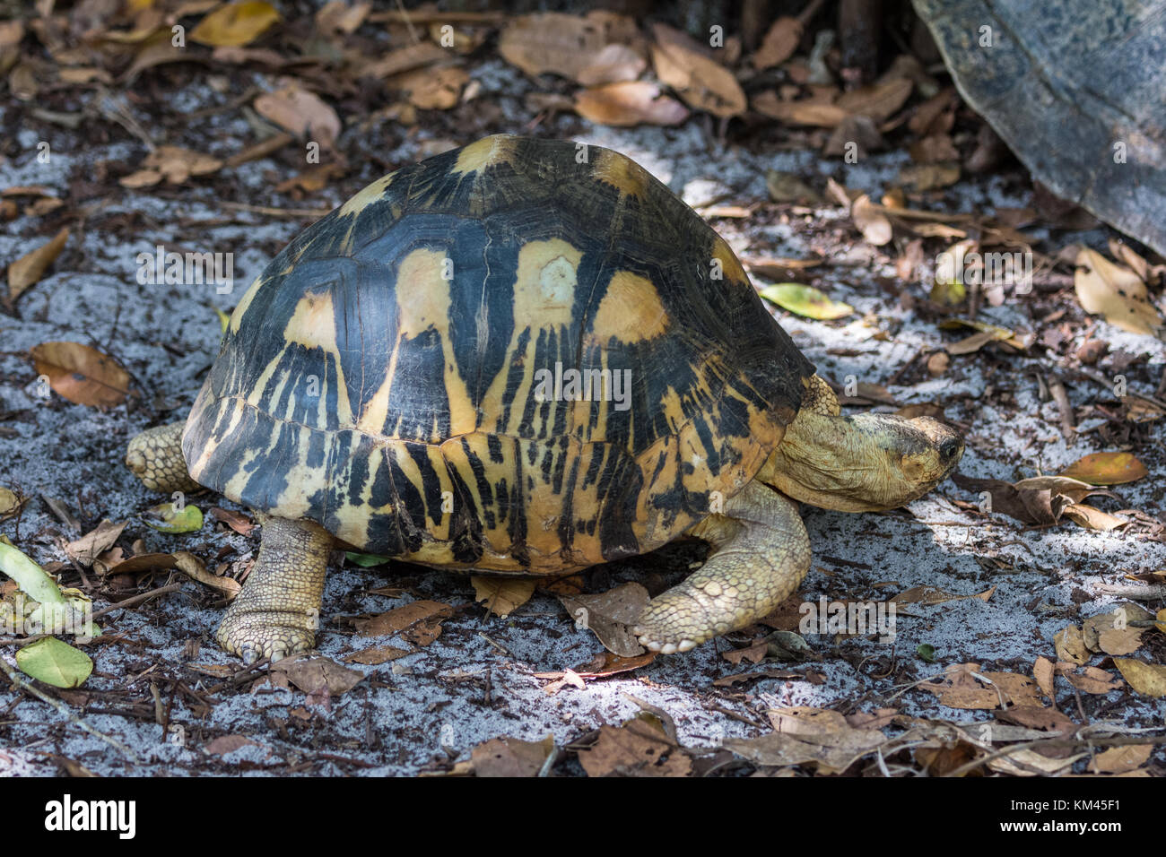 A critically endangered Radiated Tortoise (Astrochelys radiata ...