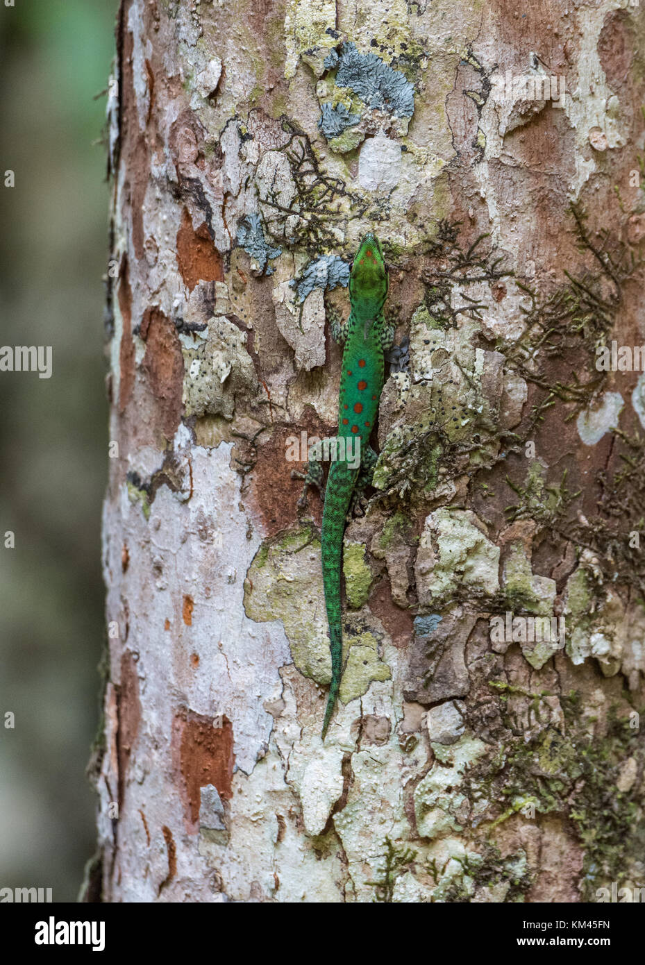 A colorful Day Gecko on a tree trunk. Madagascar, Africa Stock Photo ...