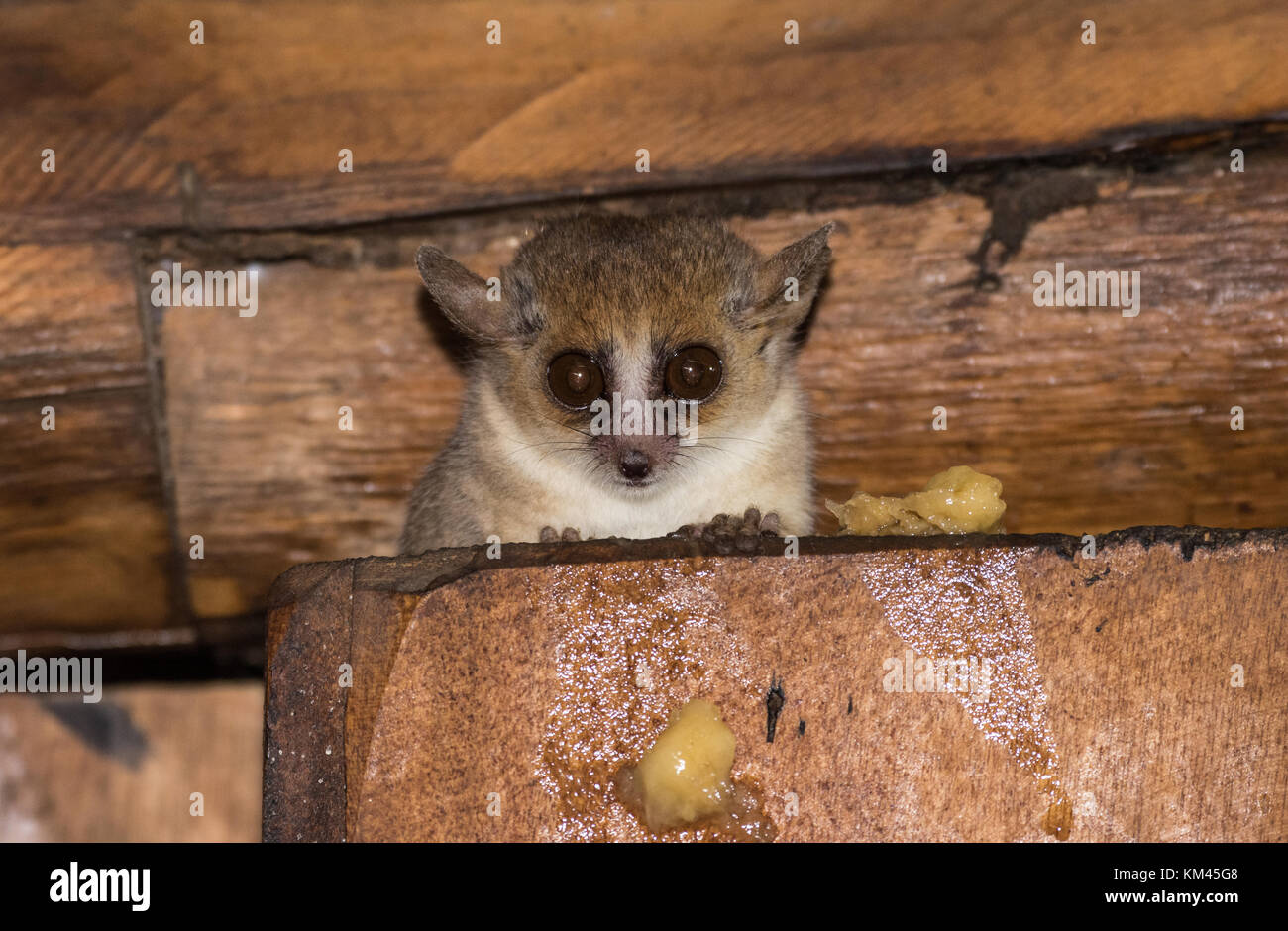 A Gray Mouse Lemur (Microcebus murinus) is among the smallest of ...