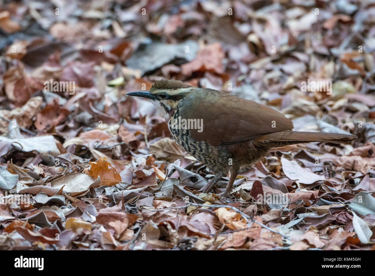 An endemic White-breasted Mesite (Mesitornis variegata) foraging on ...