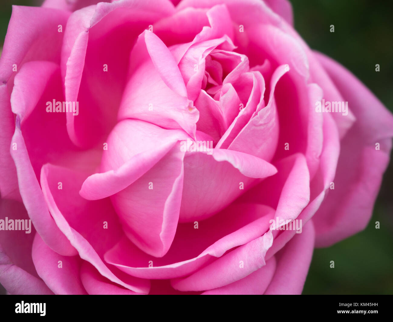 Pink rose up close at the garden Stock Photo - Alamy
