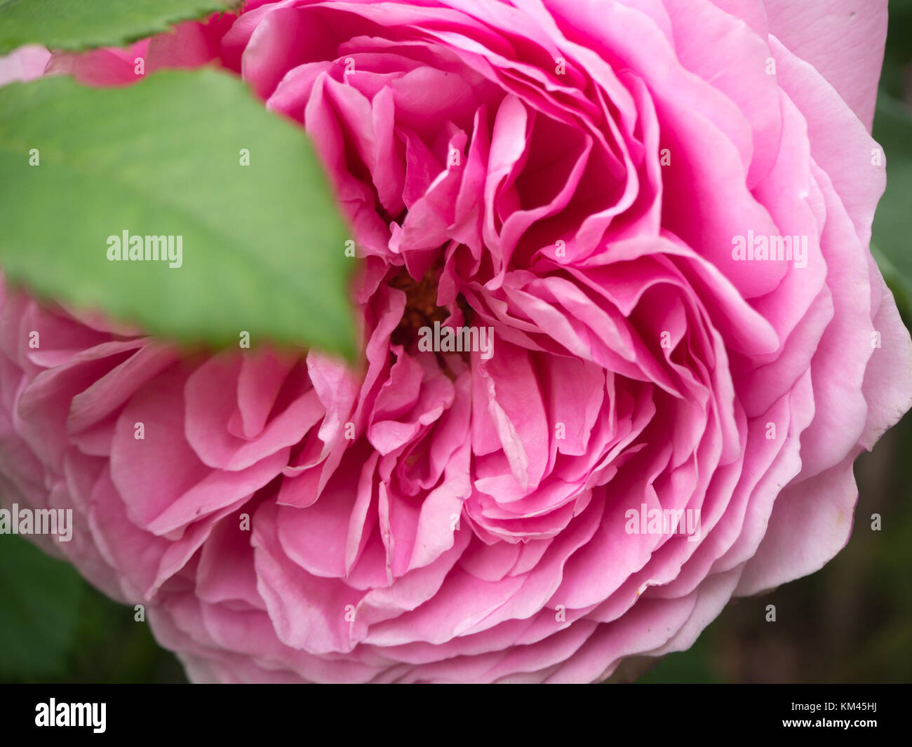 Perfect pink rose petals Stock Photo - Alamy