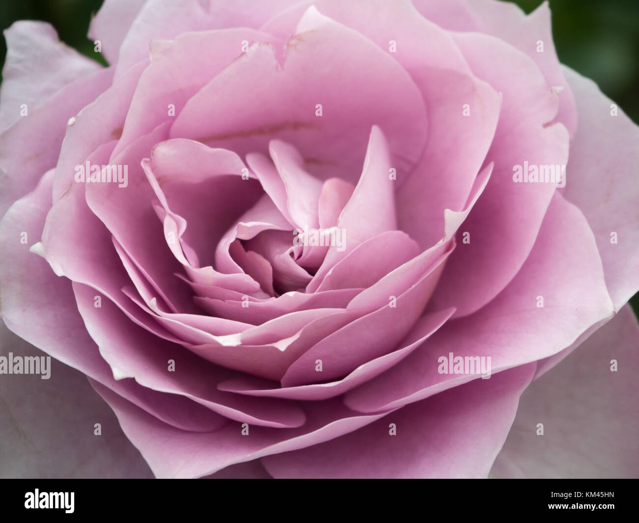 Delicate lavender rose Stock Photo - Alamy