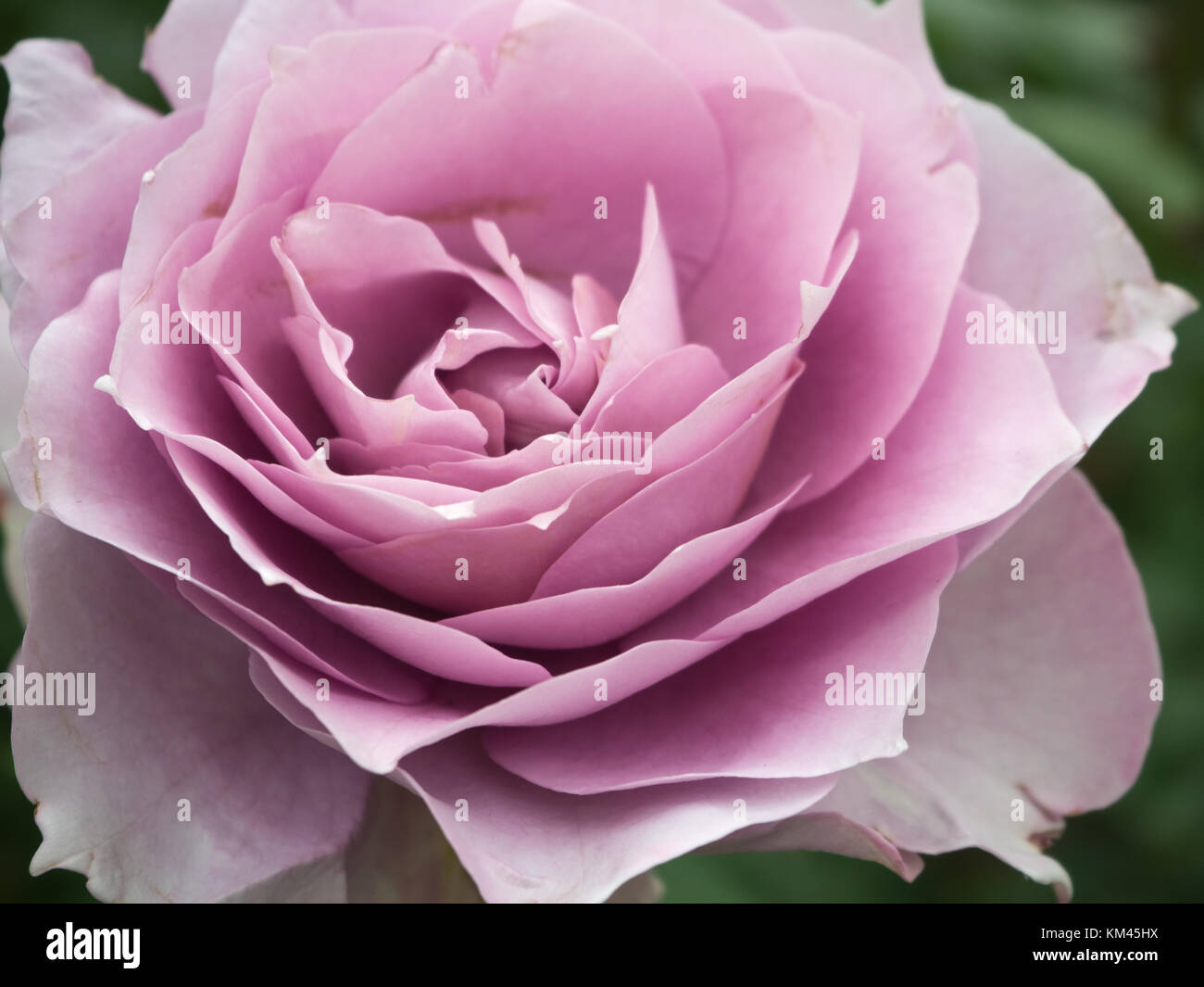 Lavender rose hi-res stock photography and images - Alamy