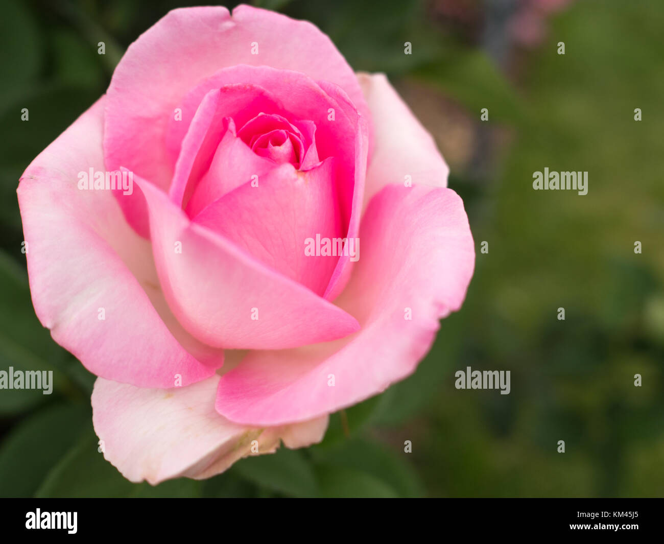 Close up of a soft pink rose Stock Photo - Alamy