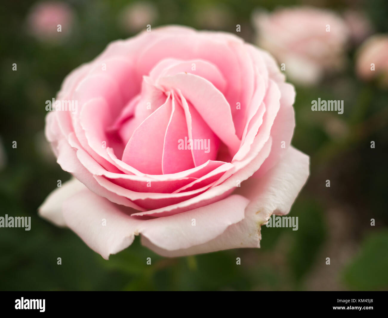 Close up of a pale pink rose Stock Photo - Alamy