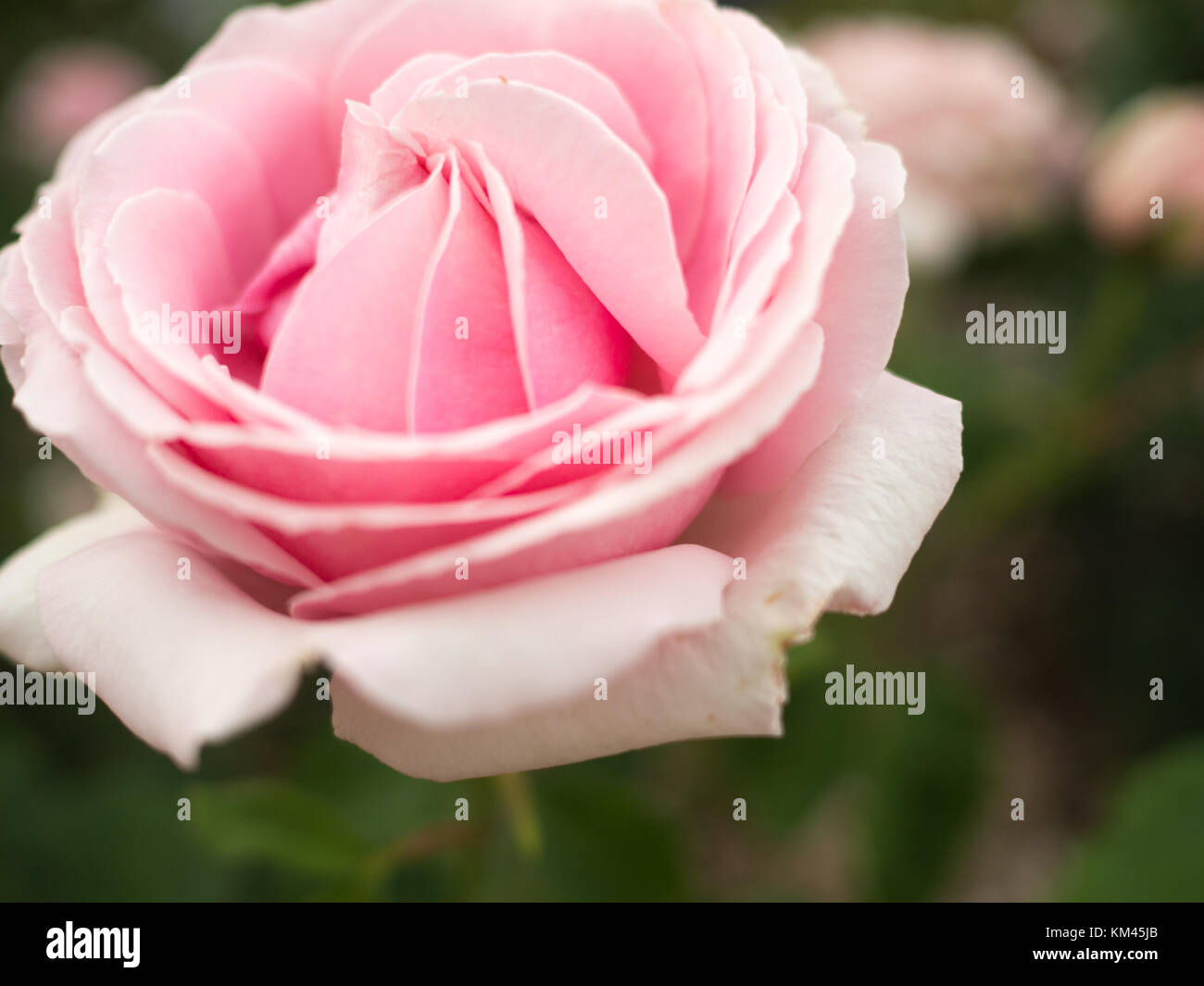 Pale Pink rose flower in bloom Stock Photo - Alamy